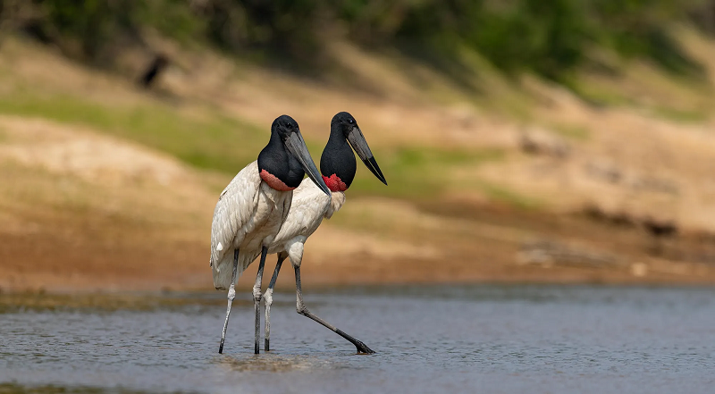 Promoviendo los valores del paisaje biocultural de los Llanos de Moxos ...