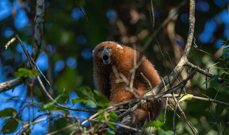 Promoviendo los valores del paisaje biocultural de los Llanos de Moxos ...