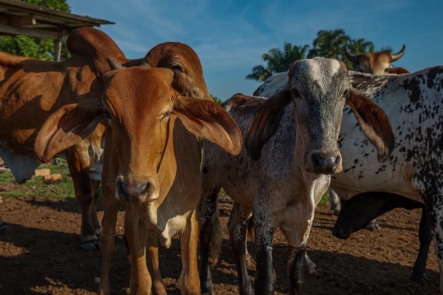 Promoción de los valores del paisaje biocultural de los Llanos de Moxos ...